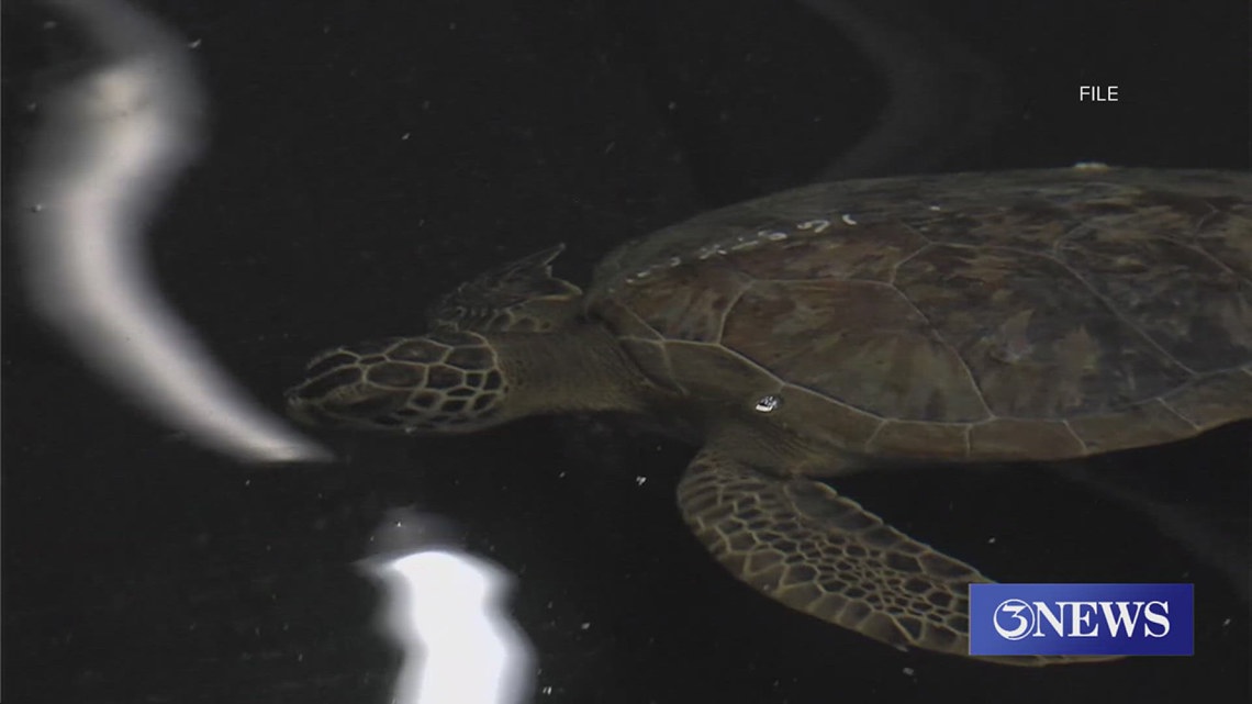 New England turtles warm up in the Coastal Bend | kiiitv.com