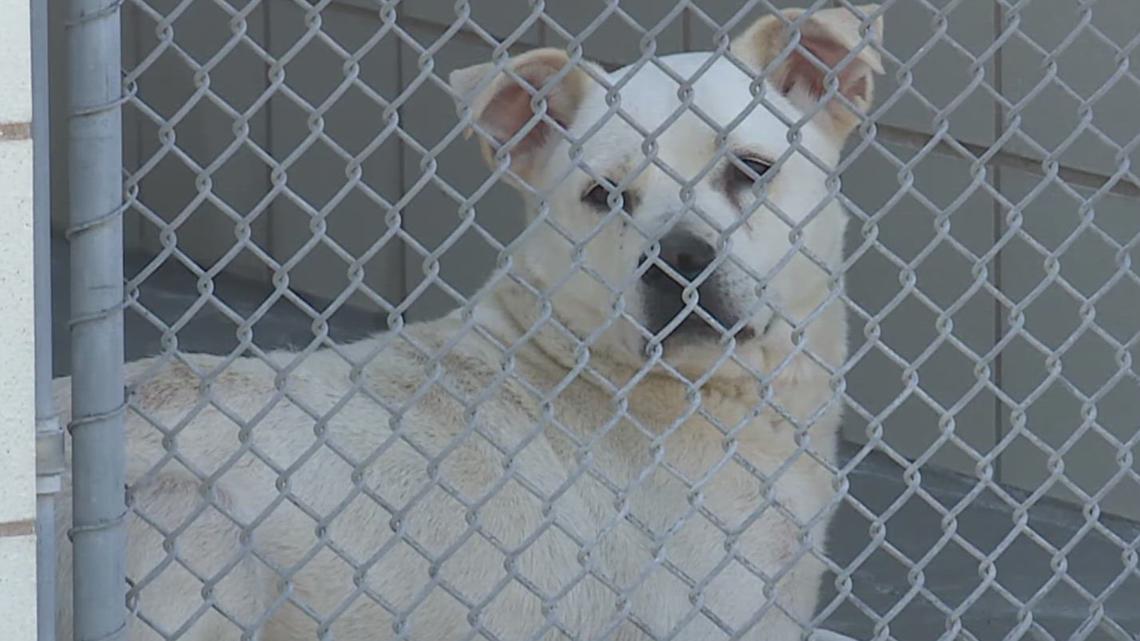 Corpus Christi Animal Care Services upgrades kennels, launches pilot ...