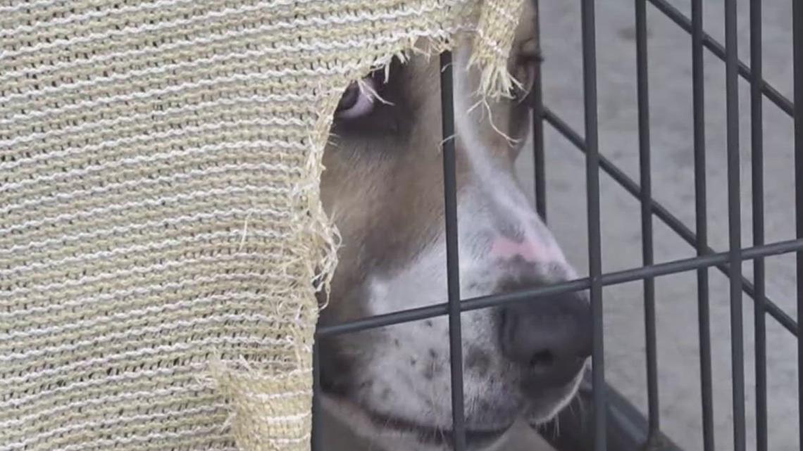 Aransas County Animal Control reports 90% live release rate, launches ...