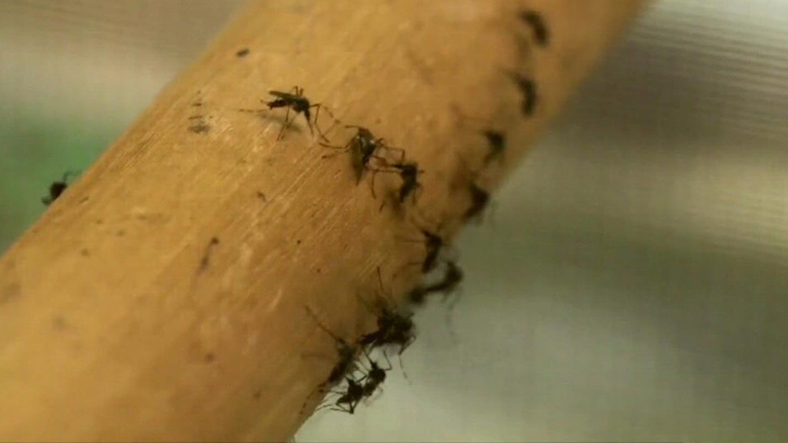 Mosquito expert explains impacts of recent rainfall toward Coastal Bend ...