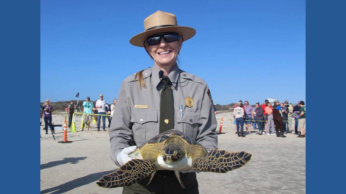 World-renowned Kemp's Ridley sea turtle expert Dr. Donna Shaver leaves ...