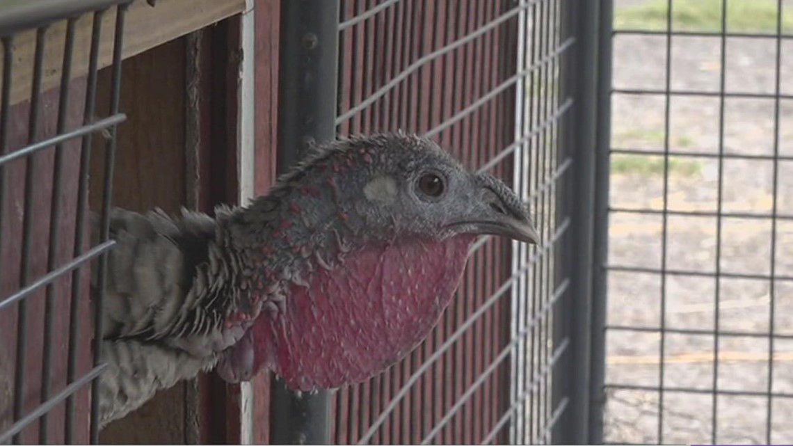 Inflation causes turkey, bird feed price hike in Coastal Bend | kiiitv.com