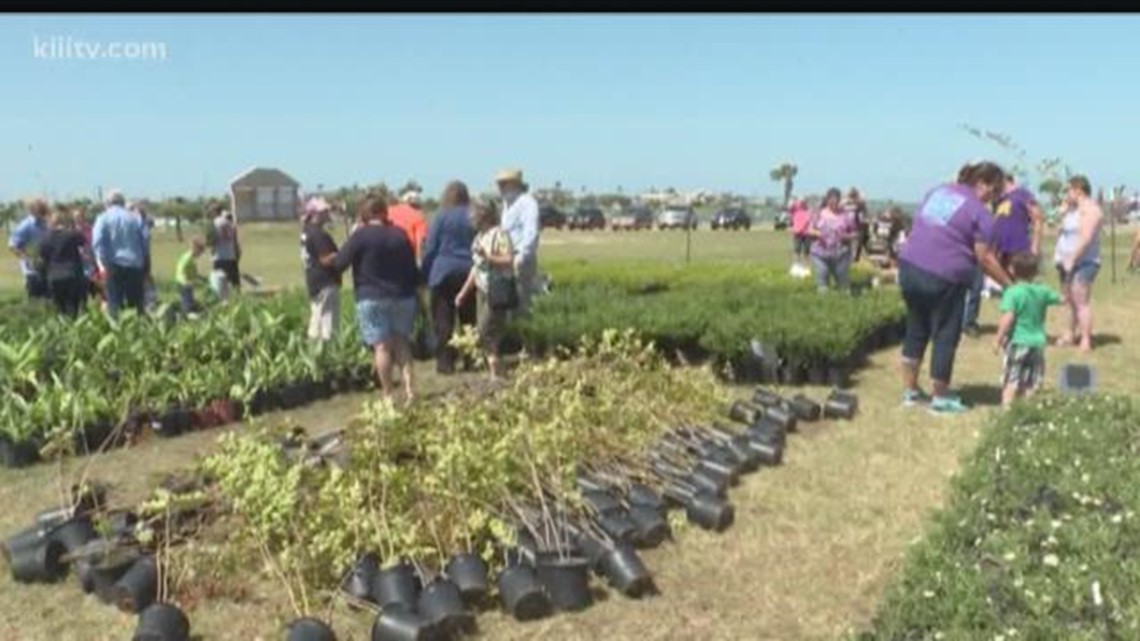 Texas Roots plant giveaway aims to help Rockport rebuild | kiiitv.com