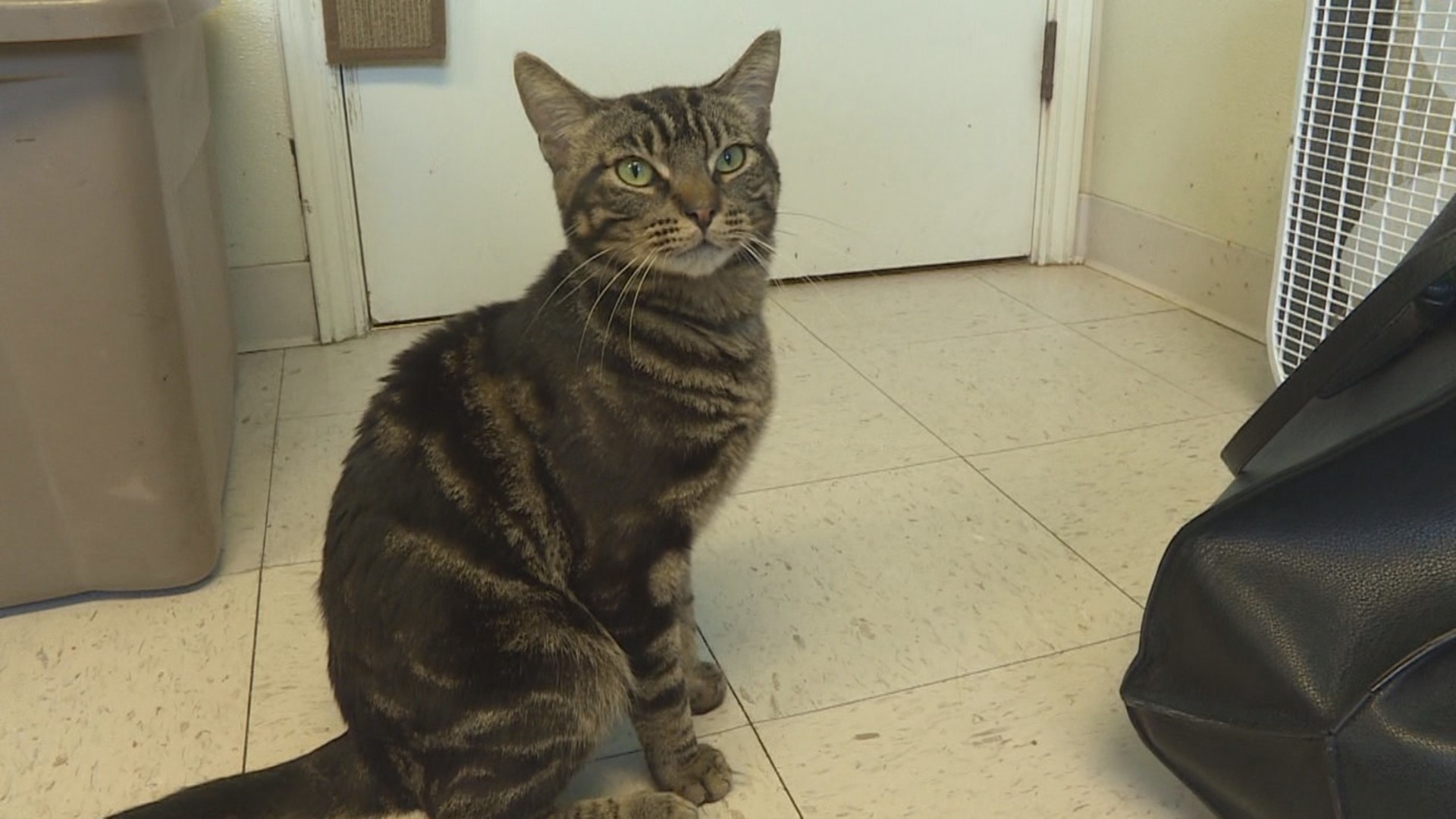 Pablo the Cat ready for forever home after difficult rescue | kiiitv.com