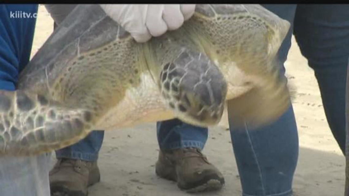 First Kemp's Ridley sea turtle hatchling release of the year | kiiitv.com