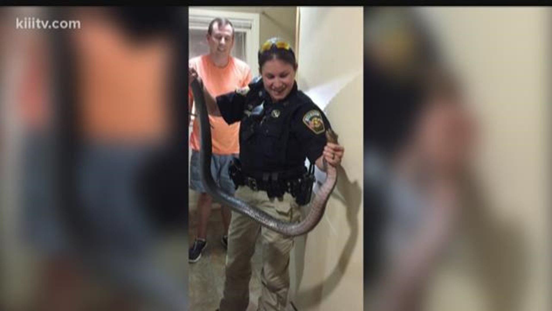 Story about snake wrangling deputy goes viral | kiiitv.com