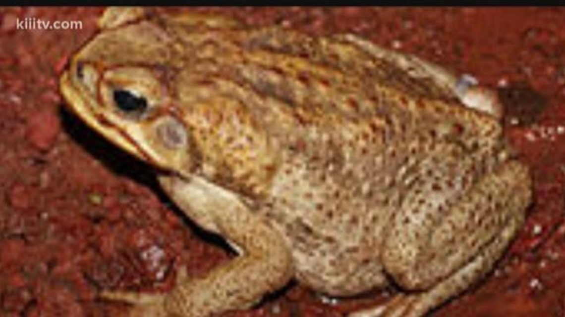 Veterinarian warns pet owners of 'toxic toads' | kiiitv.com