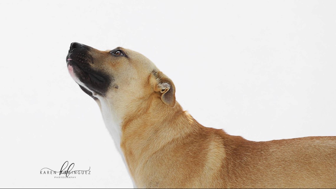 Mathis photographer takes portraits of shelter dogs | kiiitv.com