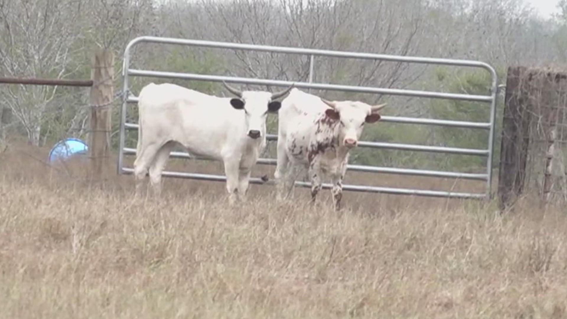 Baby longhorn roundup in Beeville?! | kiiitv.com