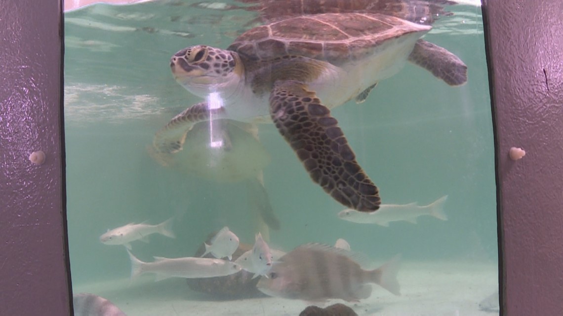 New turtle attraction at SeaWorld benefits ARK in Port Aransas | kiiitv.com
