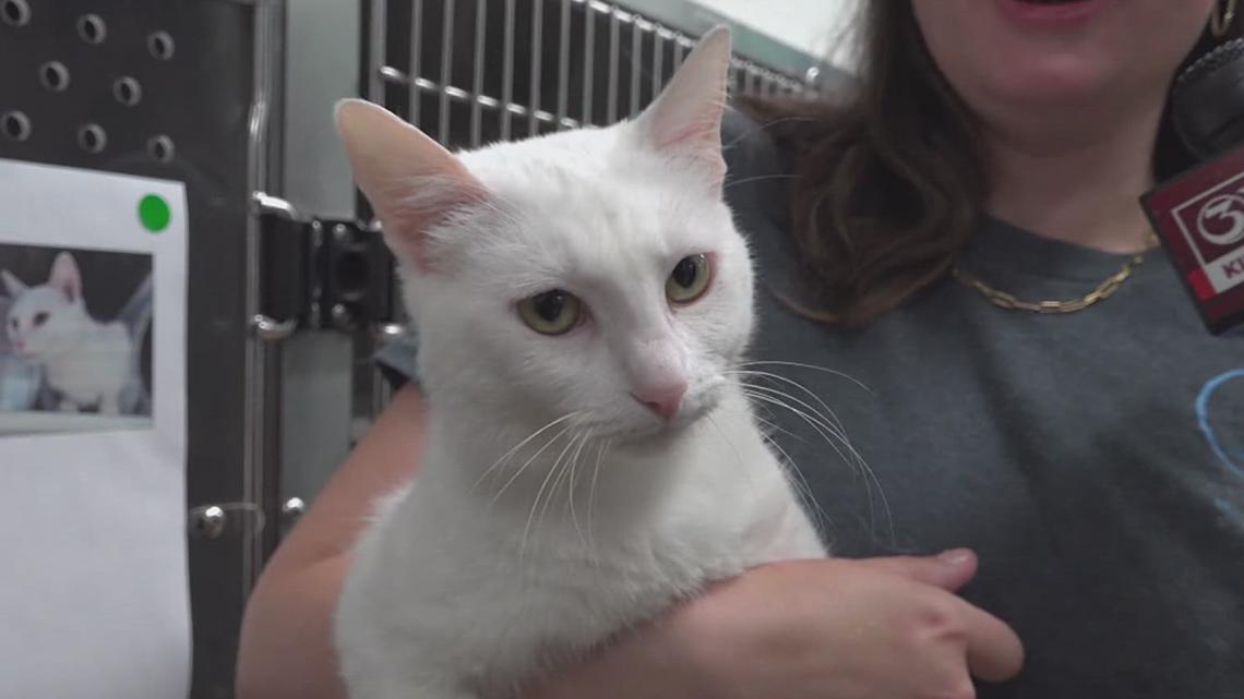 Rescue Tales: Meet Queen Cersei at the Gulf Coast Humane Society ...