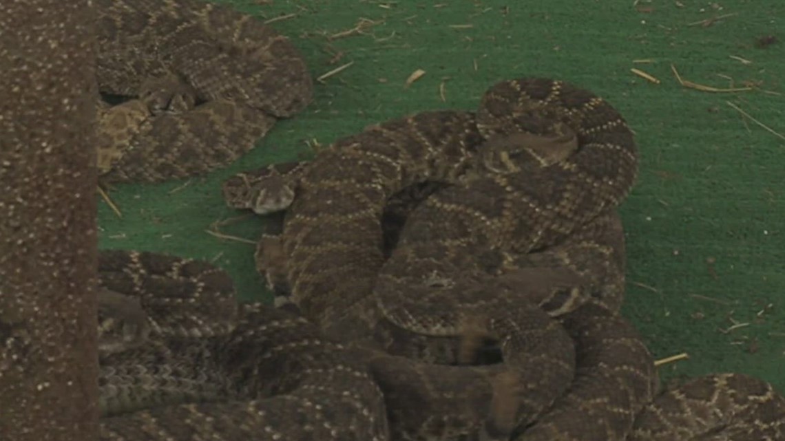 World Championship Rattlesnake Races conclude in Mathis | kiiitv.com