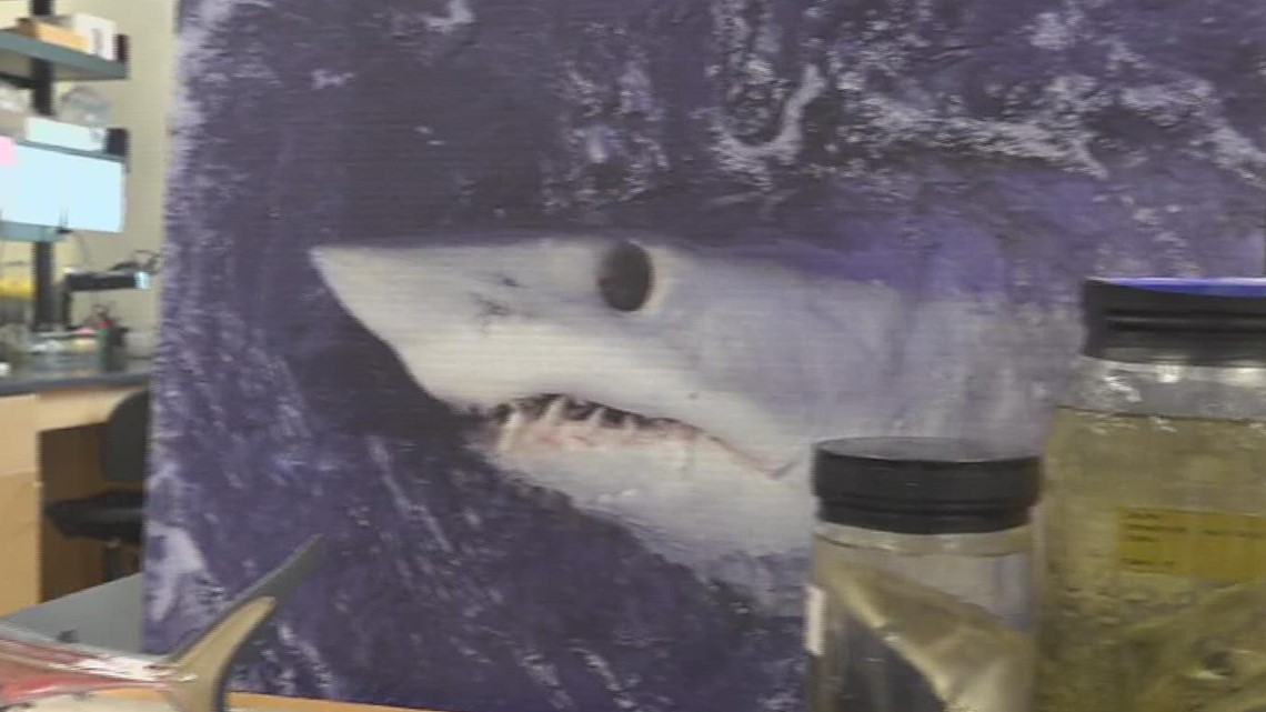 Harte Research Institute breaks down stigma about shark fishing ...