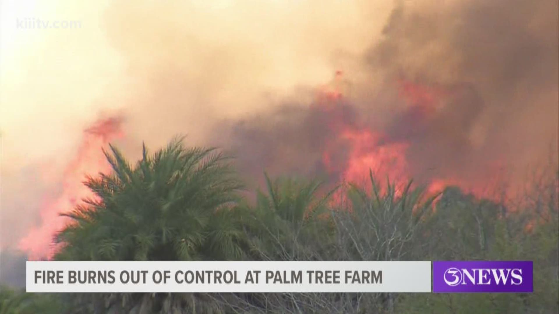 About 100 acres burn after fire breaks out at palm tree farm in ...