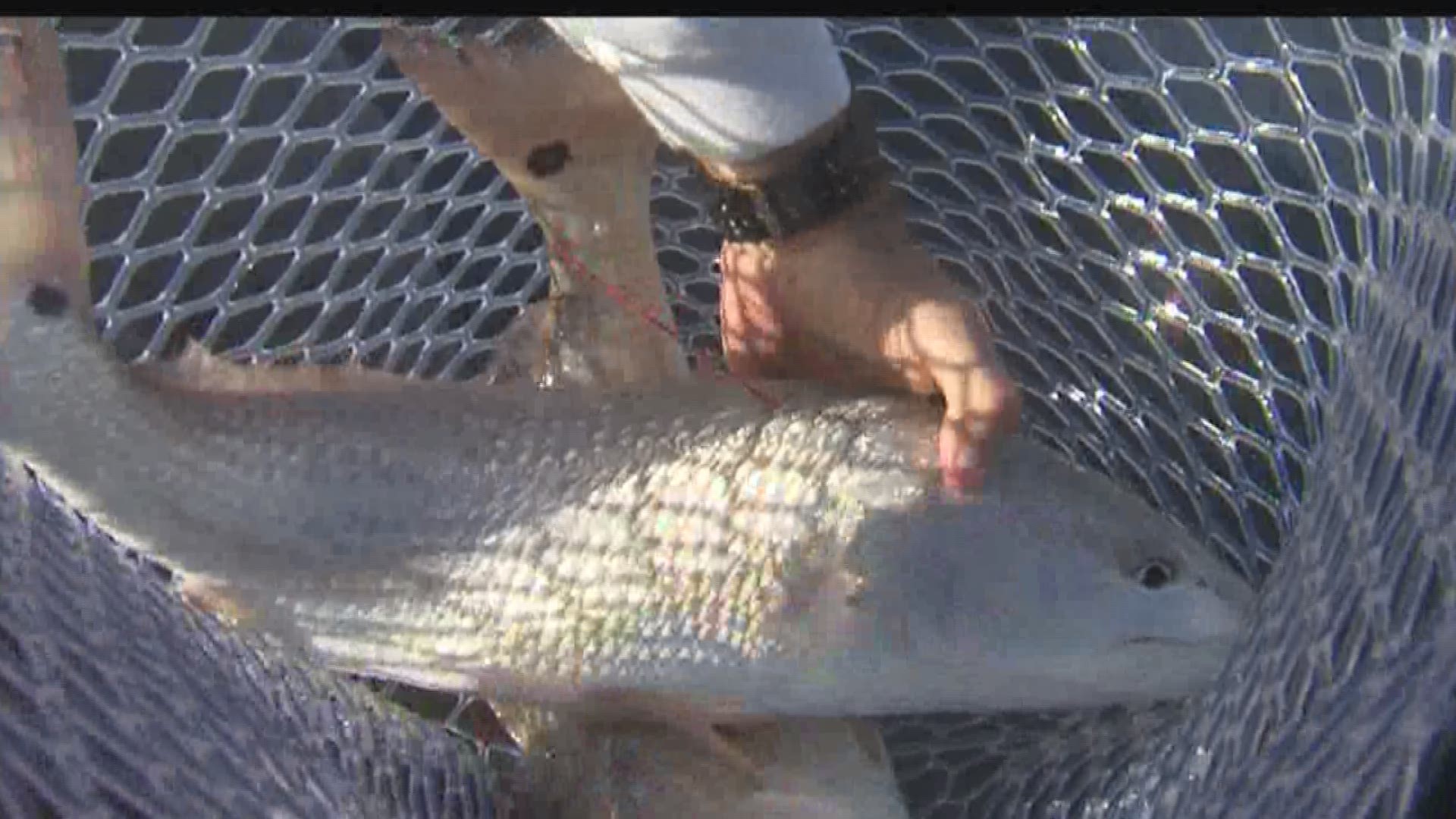 Redfish tagged, released for 28th annual CCA Texas STAR Tournament ...