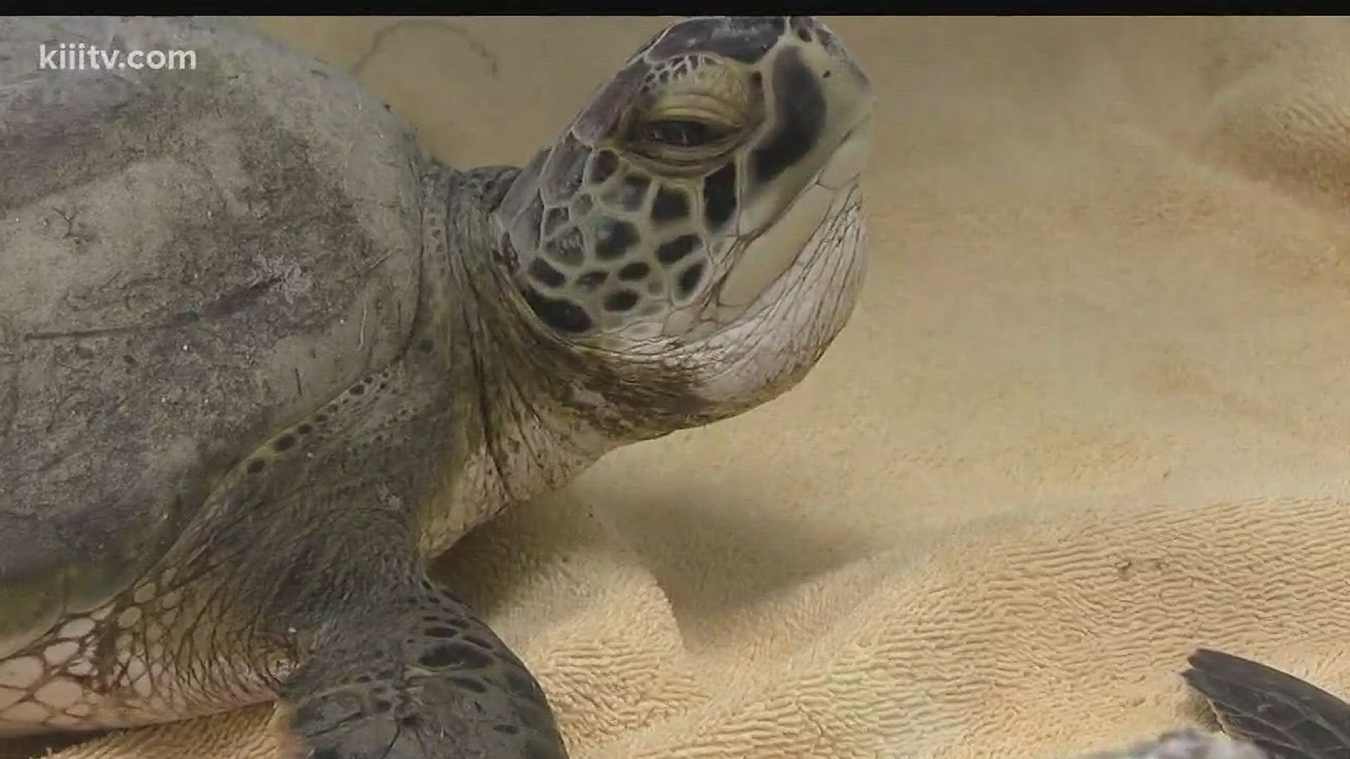 Texas setting new state record for amount of cold-stunned sea turtles ...