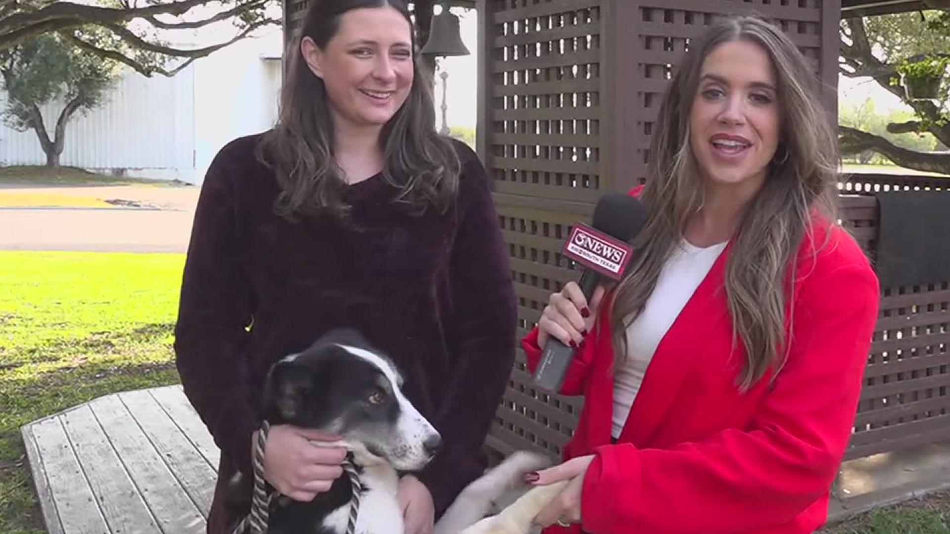 Rescue Tales: Meet Orwin. a friendly Husky-mix! | kiiitv.com