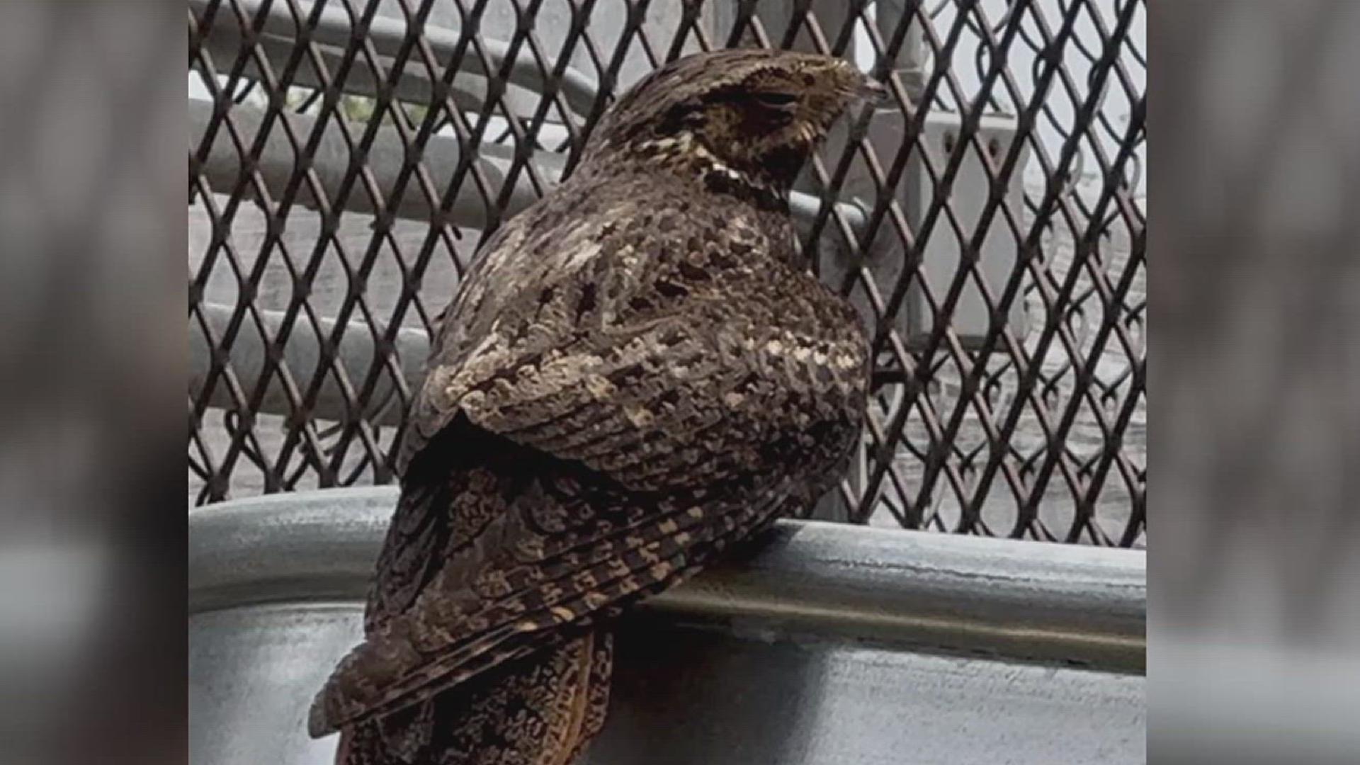 A little bird told me a Chuck-will's-widow was spotted inside Lowe's on ...