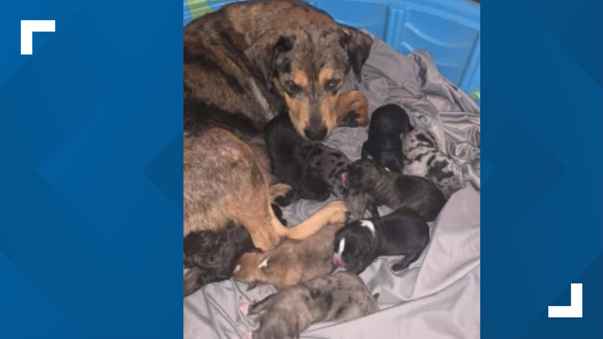 Dog rescue group from Corpus Christi saves a furry family from high ...