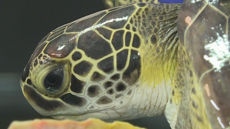 Sea turtle rescue plans for cold weather in Corpus Christi | kiiitv.com