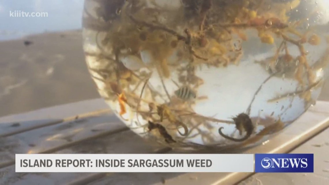 Island Report: See inside Sargassum Weed | kiiitv.com