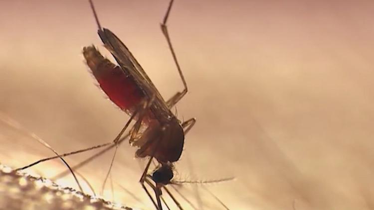 Human case of West Nile likely detected in Corpus Christi city limits ...