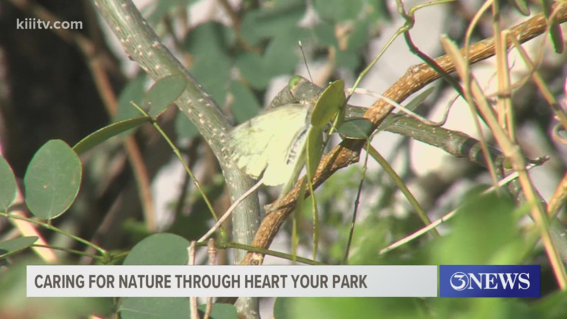 corpus christi heart your park clean up butterflies | kiiitv.com