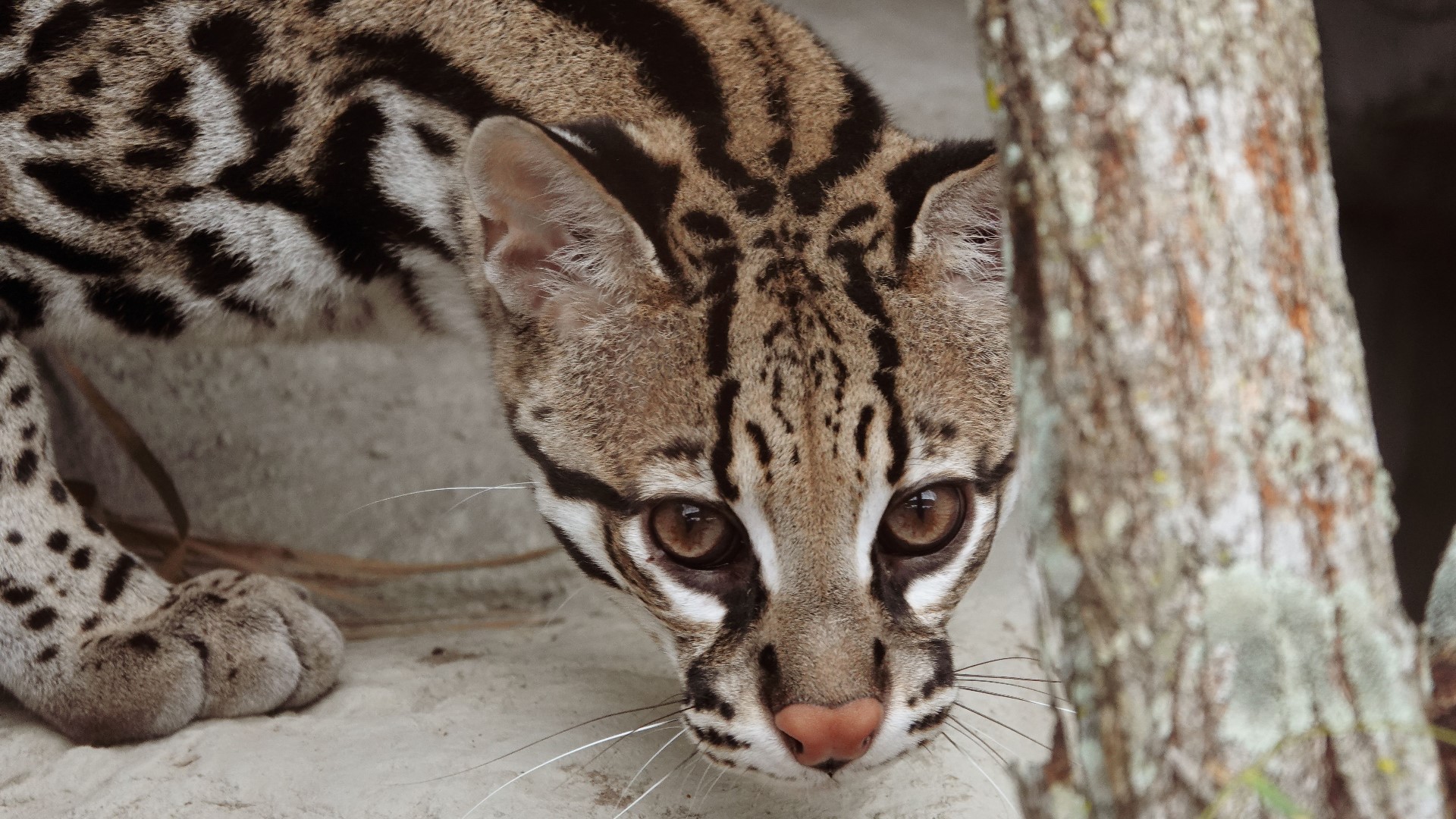 Sister ocelots at the Texas State Aquarium | kiiitv.com