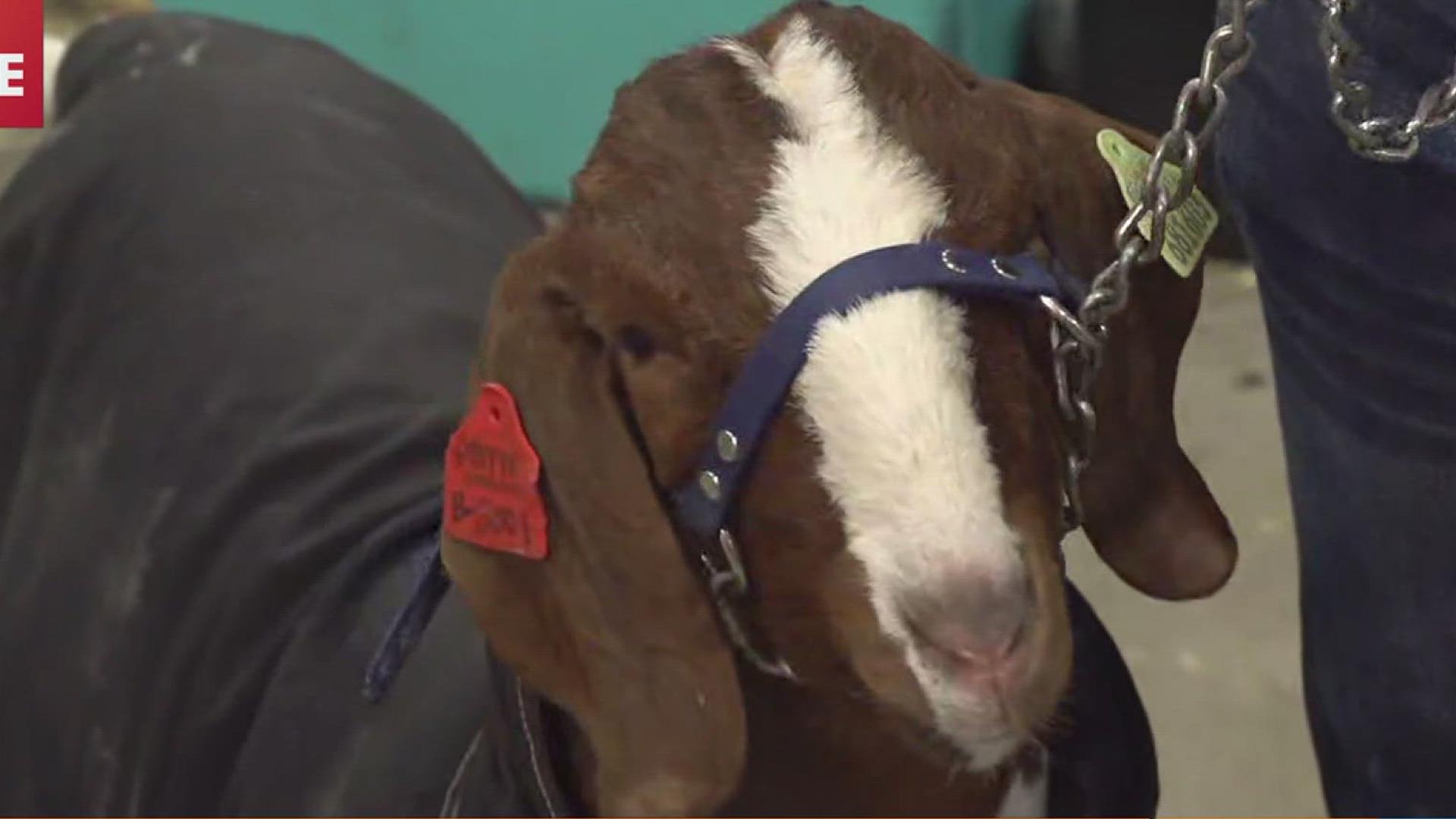 Future AG leaders take center stage at Nueces County Junior Livestock ...