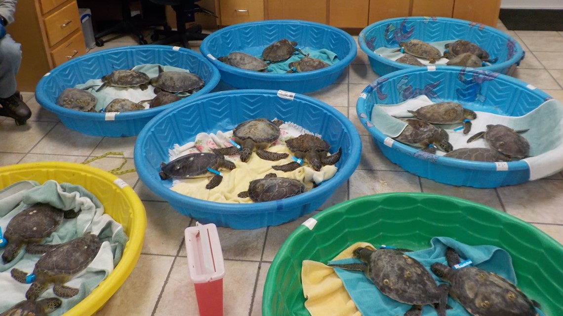 Hundreds of cold stunned sea turtles rescued | kiiitv.com