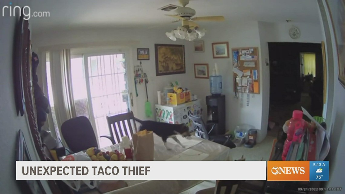 Man's best friend or inconsiderate taco thief? | kiiitv.com