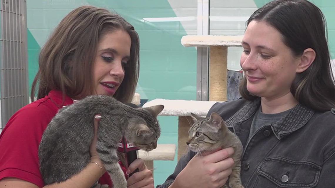 Meet cute cats Calix and Briere at the Gulf Coast Humane Society ...