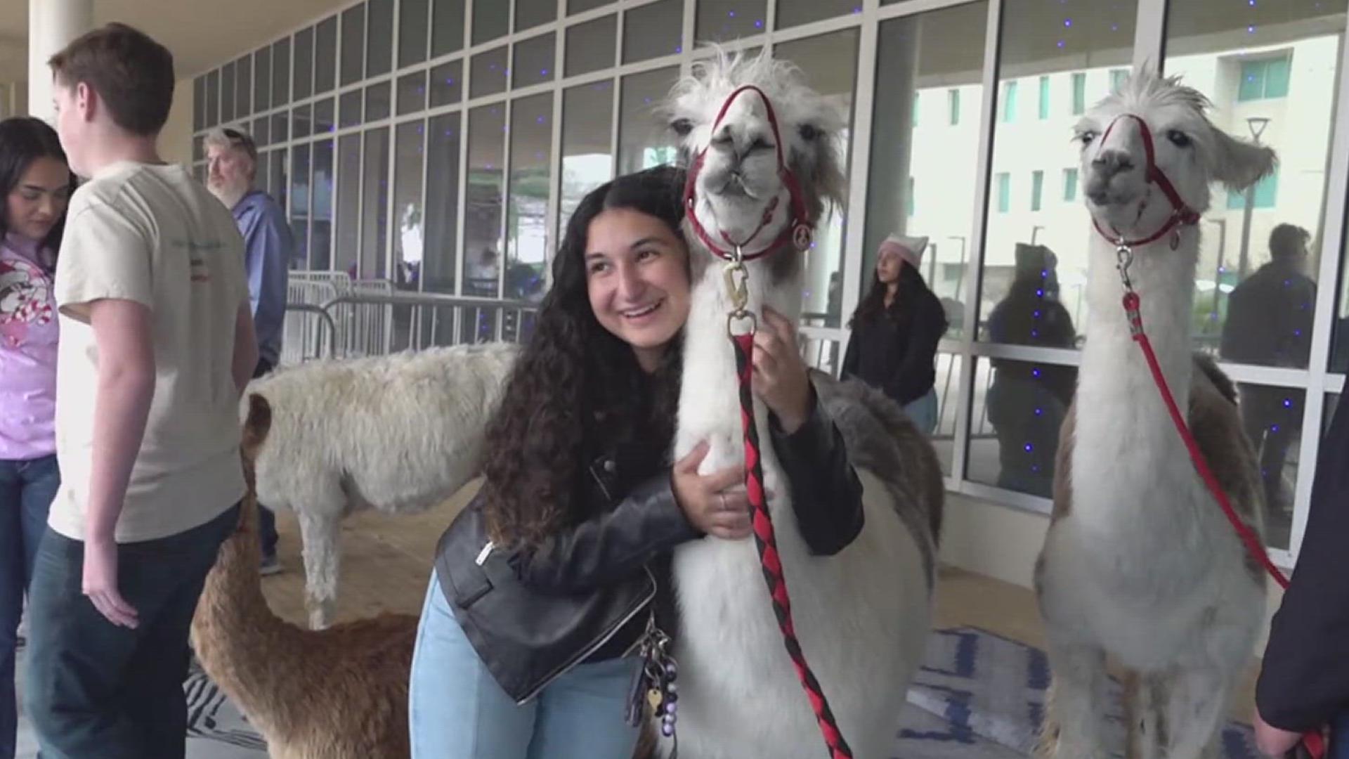 Llamas on campus help TAMU-CC students de-stress during finals | kiiitv.com