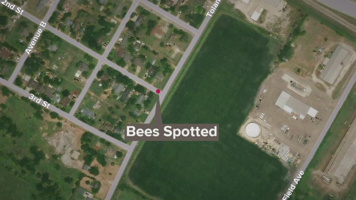 Swarm of bees spotted near Taft intersection Tuesday night | kiiitv.com