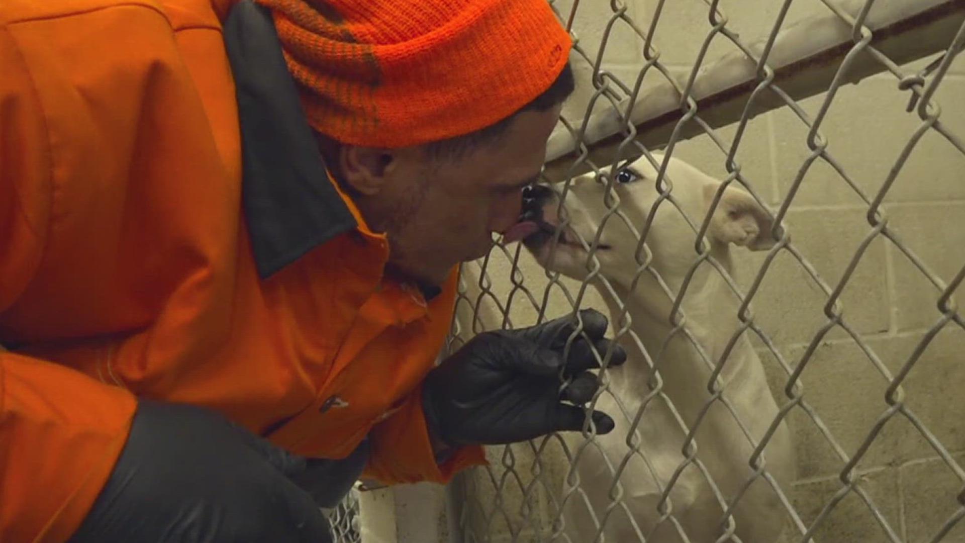 Family battling illness are looking for their missing service dog in ...