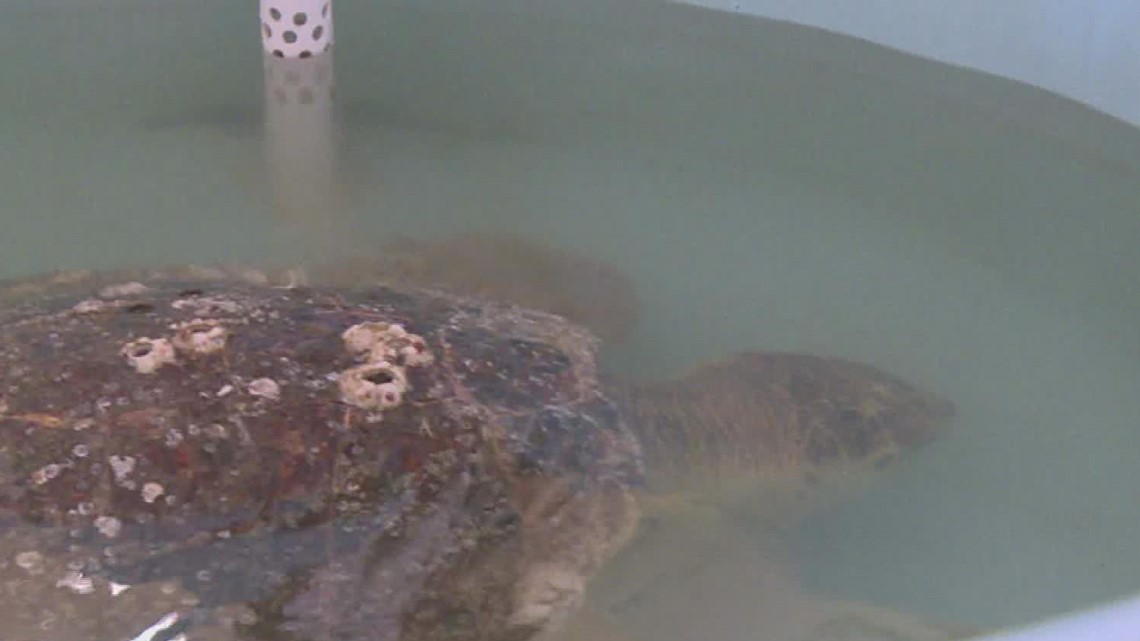 Water is safe as multiple sea turtle releases planned Saturday | kiiitv.com