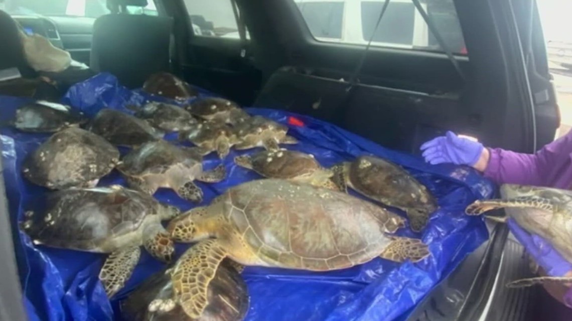 How dead cold-stunned sea turtles are buried | kiiitv.com
