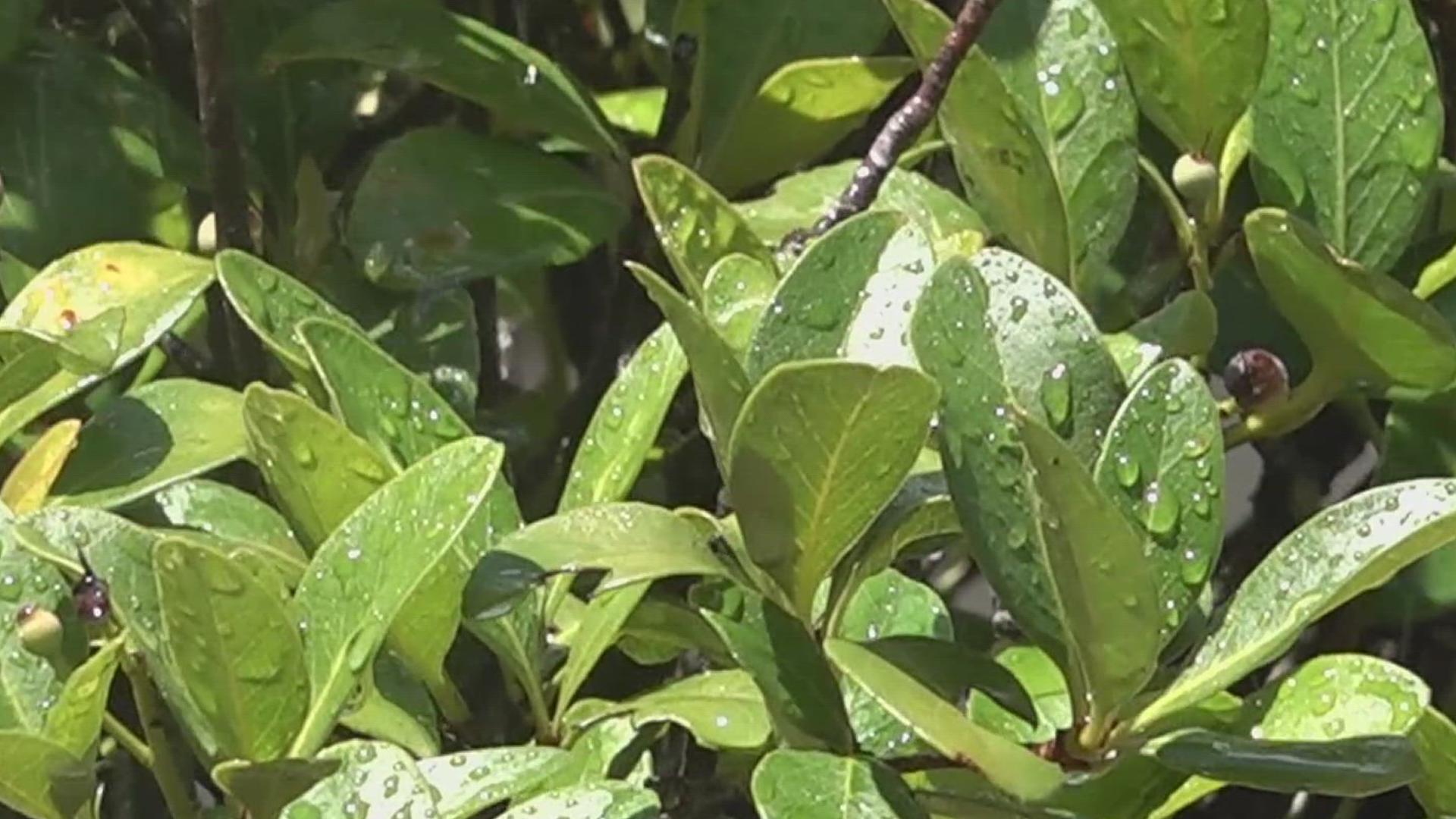 City of Alice lifts water restrictions | kiiitv.com