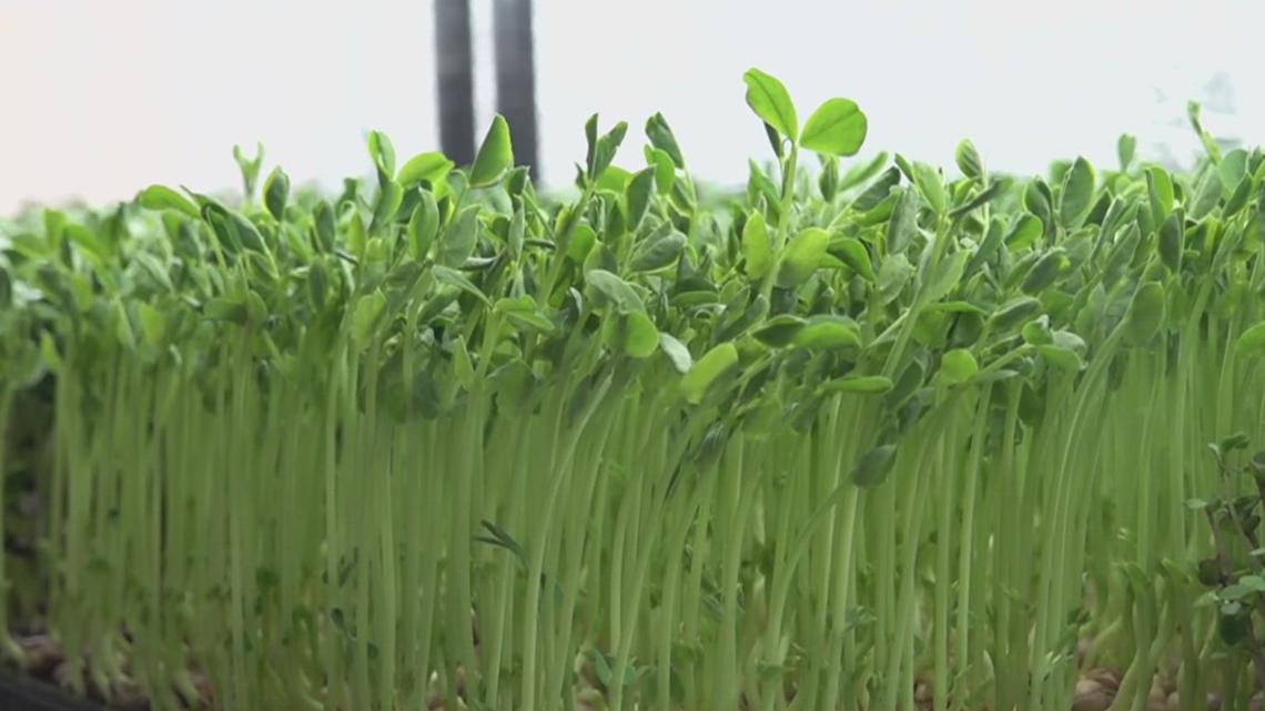 Growing Good: Local business tackles food insecurity with free fresh ...