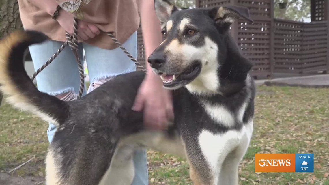 Rescue Tales: Deuce is a shepherd mix who is great with kids and other dogs | kiiitv.com