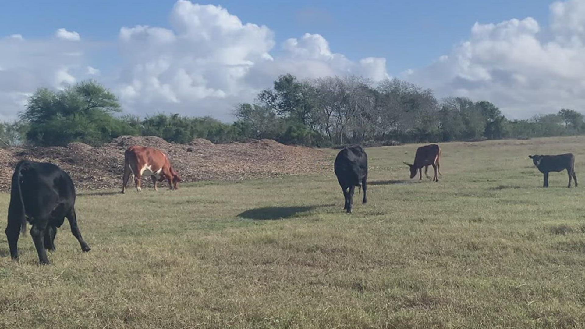 Agriculture experts warns of screwworm threat in South Texas | kiiitv.com