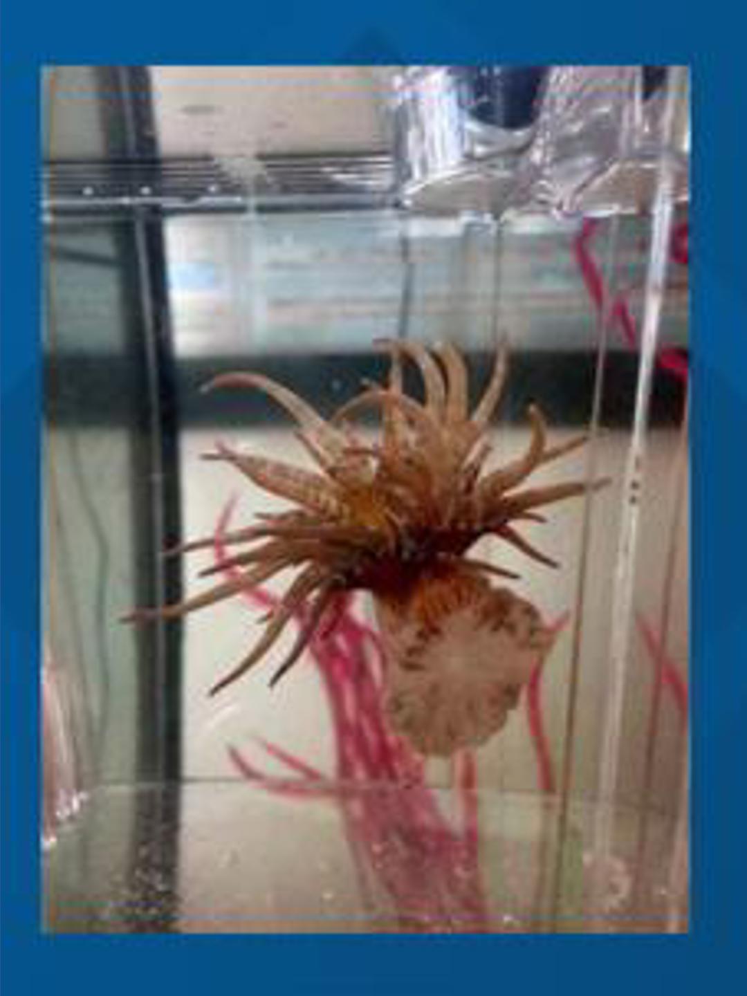 Mystery sea anemone discovered by TPWD team identified through DNA ...