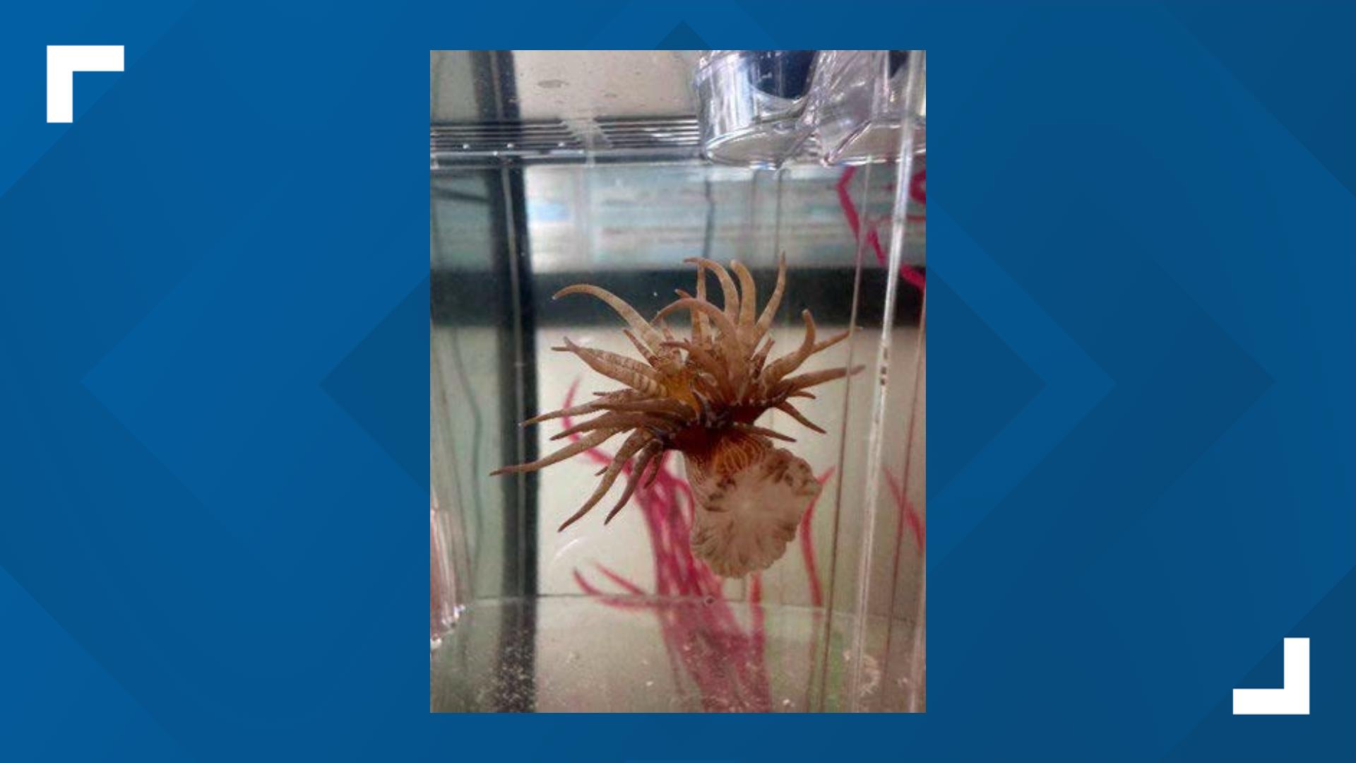 Mystery sea anemone discovered by TPWD team identified through DNA ...