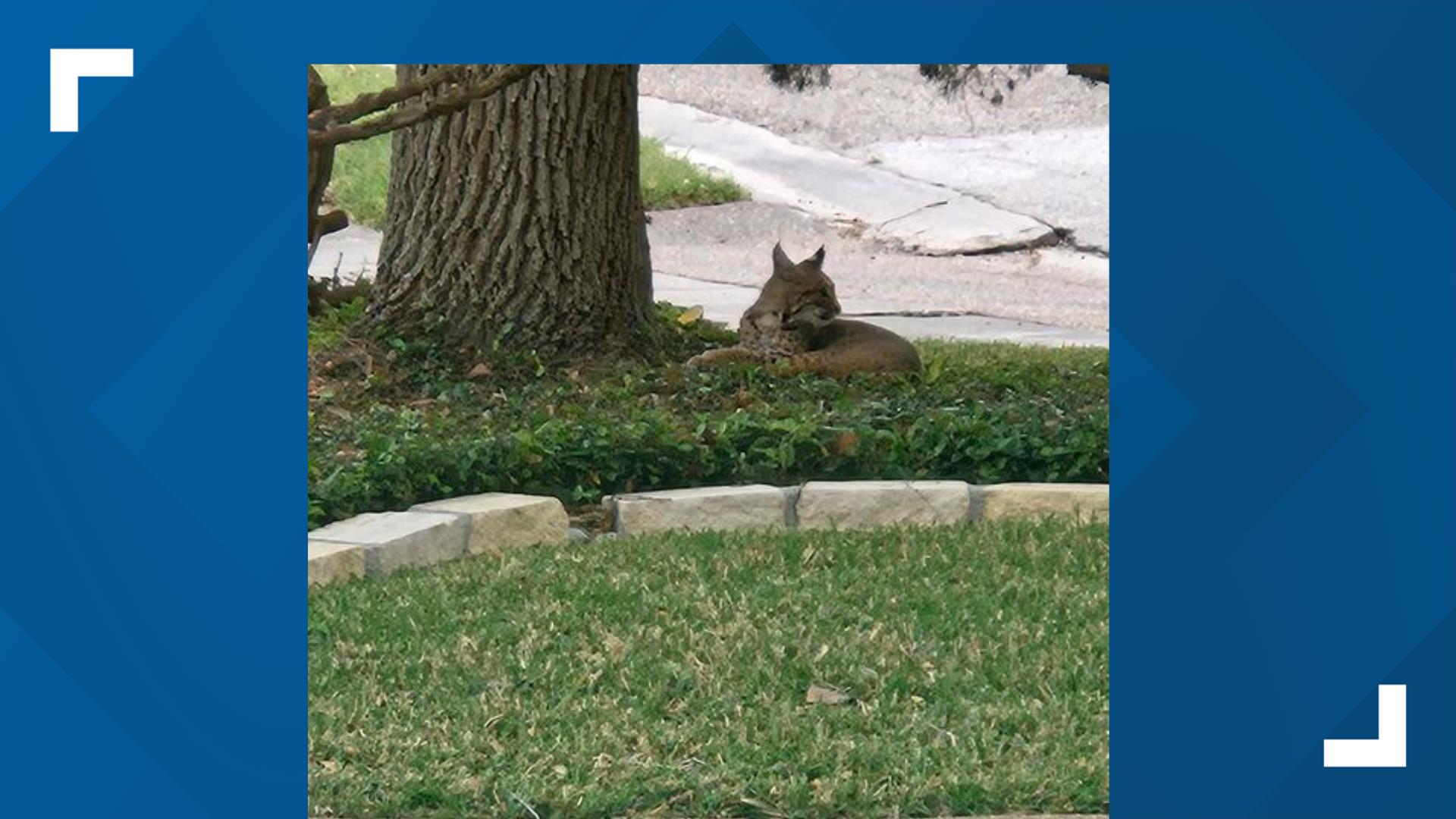 TPWD says animal may be good sign after bobcat in local neighborhood ...