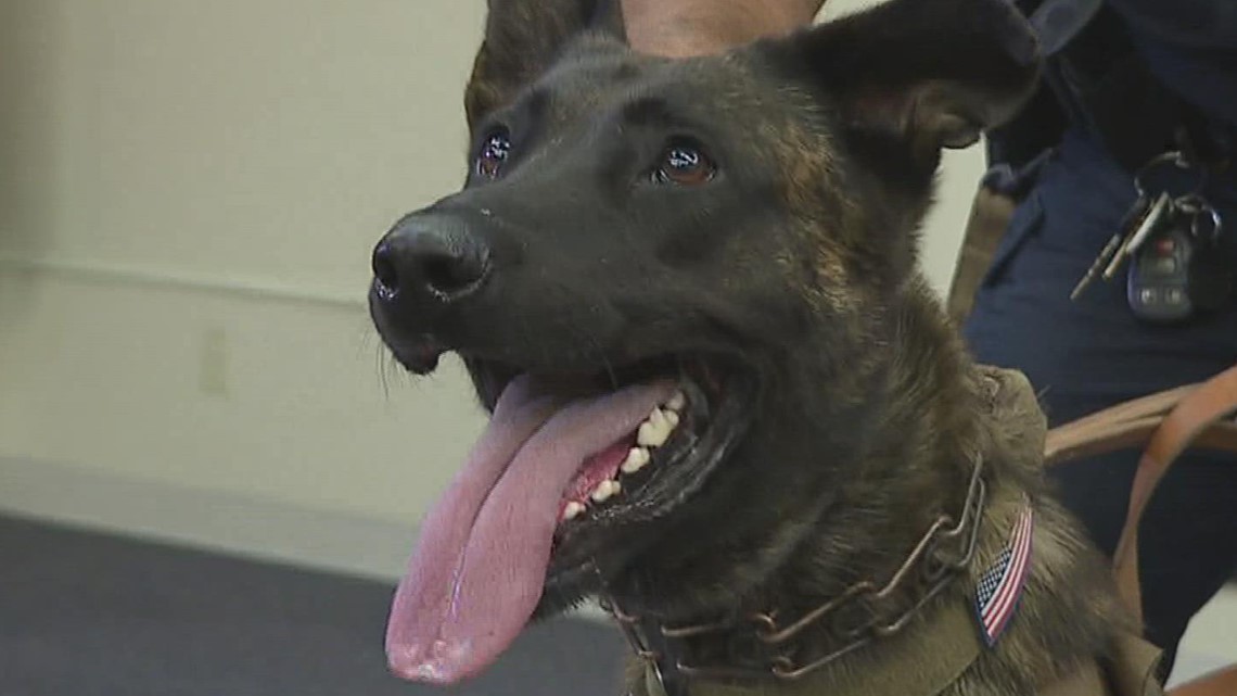 CCPD welcomes new K9 officer to their ranks with ceremony | kiiitv.com