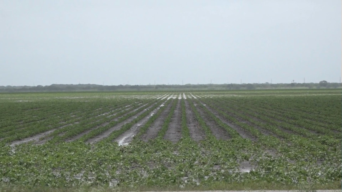 Ag Commissioner questions AI data centers | kiiitv.com