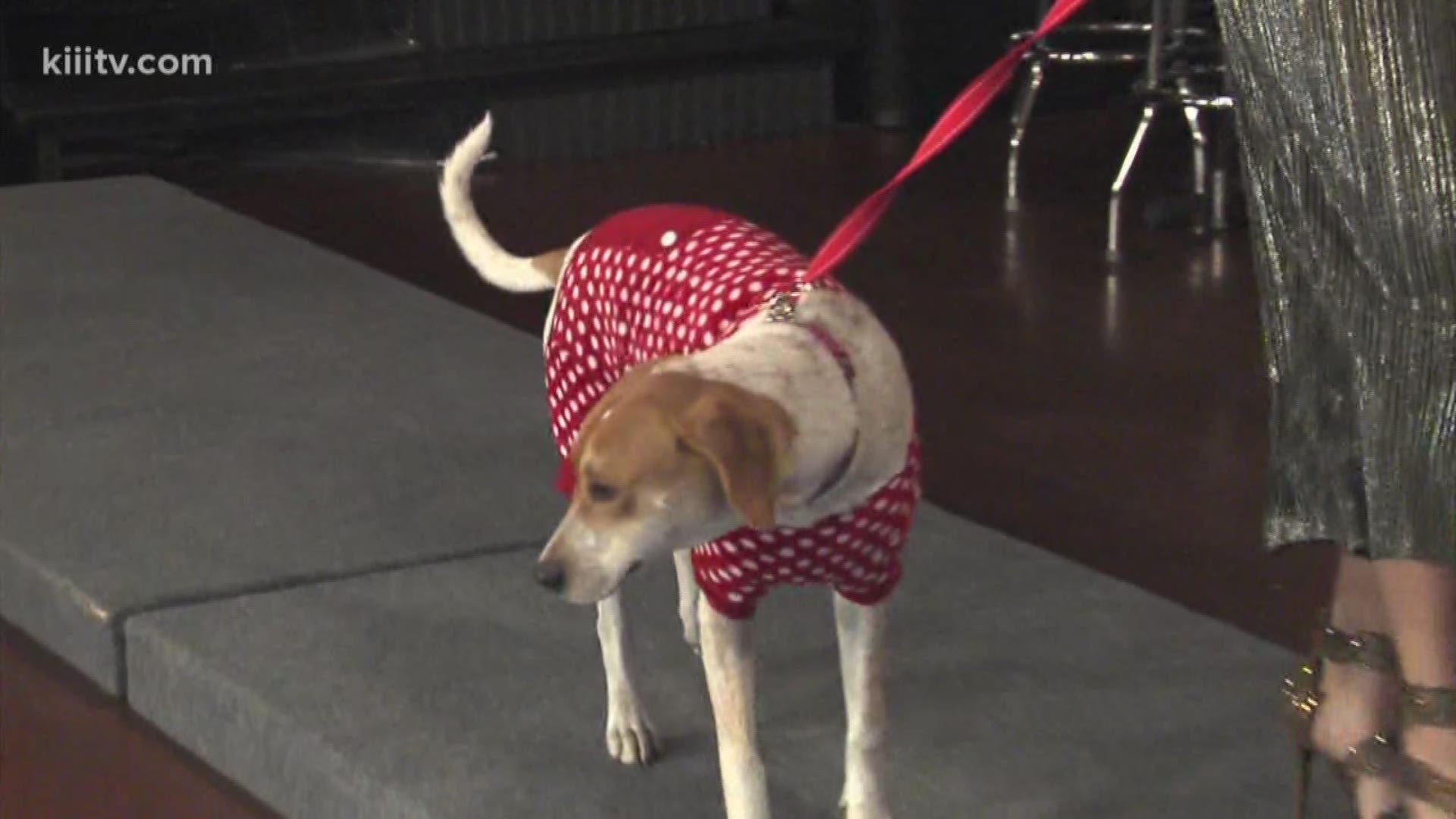 Local dogs walk the runway at benefit for strays | kiiitv.com
