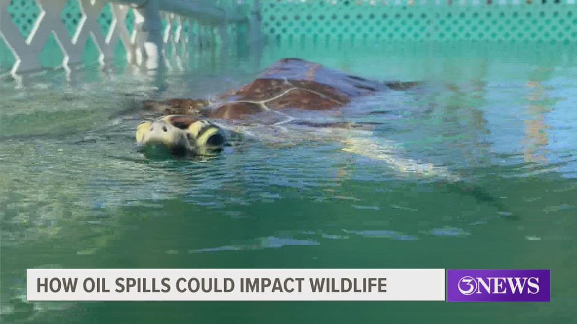 marine life expert says that oil spills can cause birth defects ...