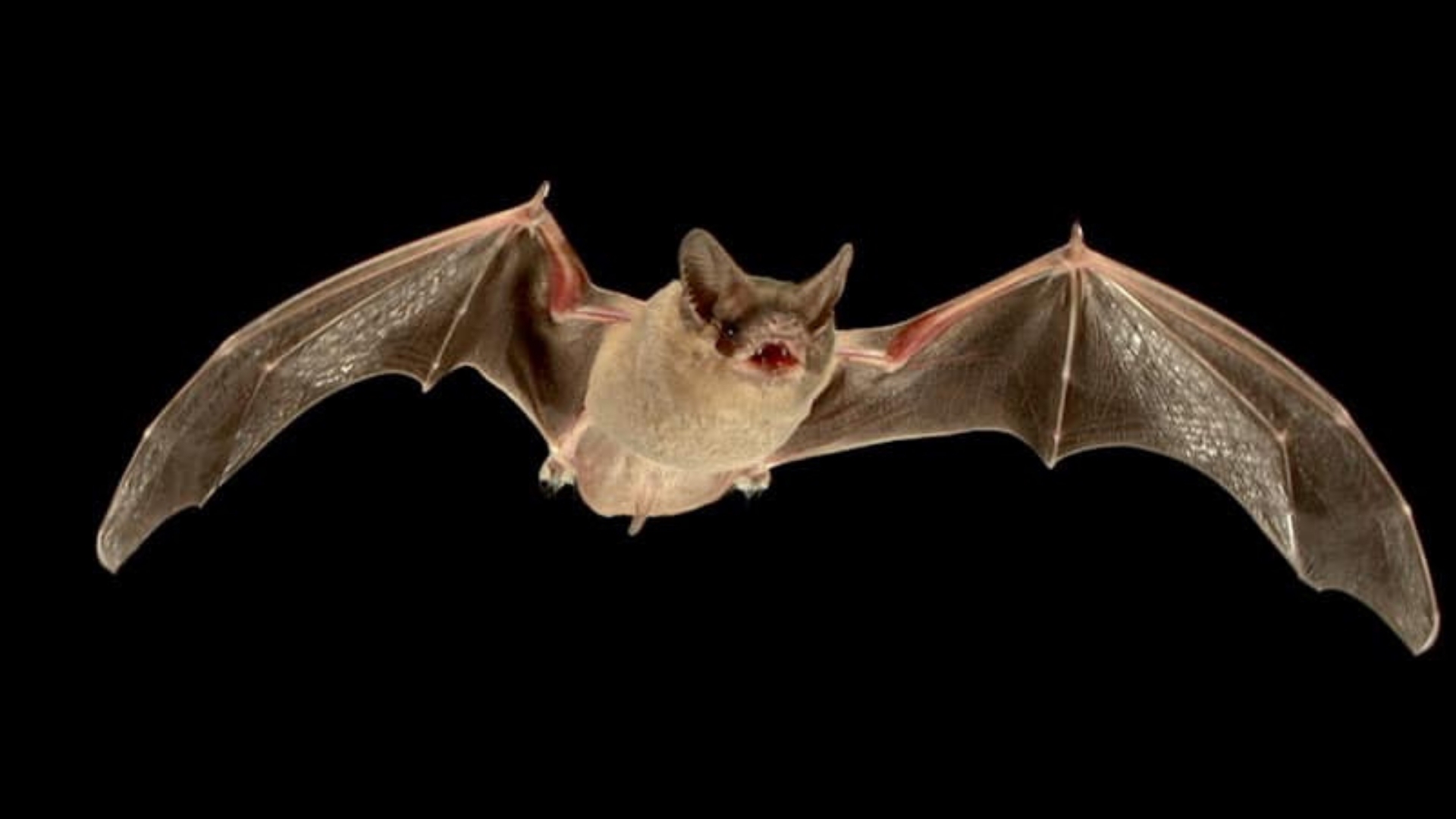 Rabies discovered in Beeville bat, according to Animal Control | kiiitv.com