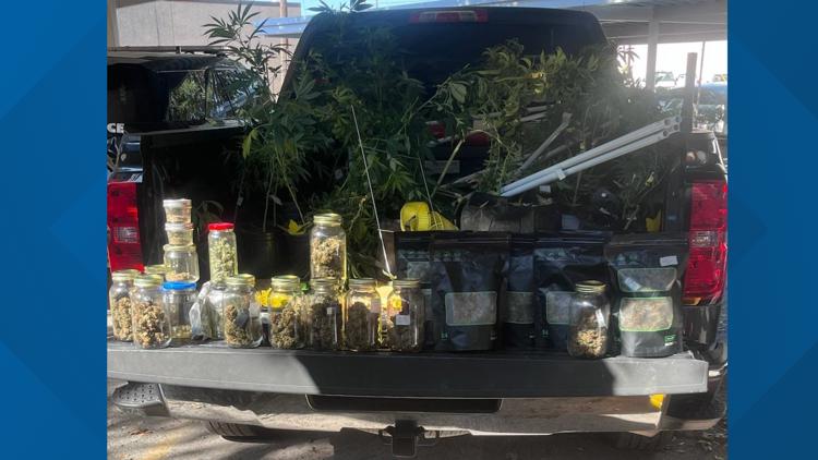 Alice police seize marijuana plants and packages | kiiitv.com